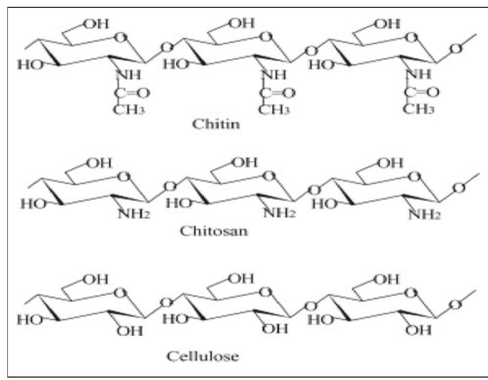 Chemical structures of cellulose and its amino derivatives