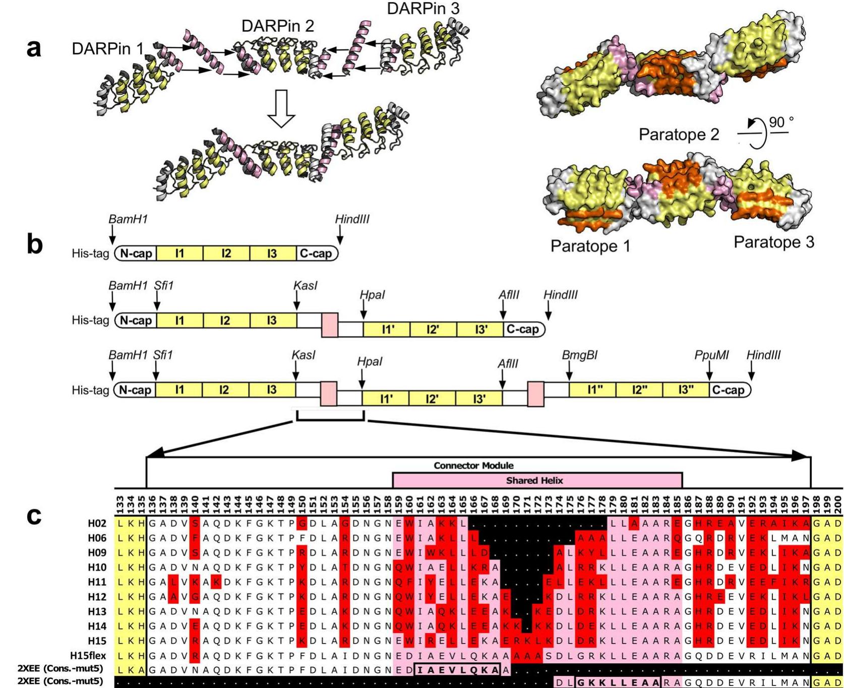 Design of rigid darpin-darpin fusions. (a) rigid fusions of