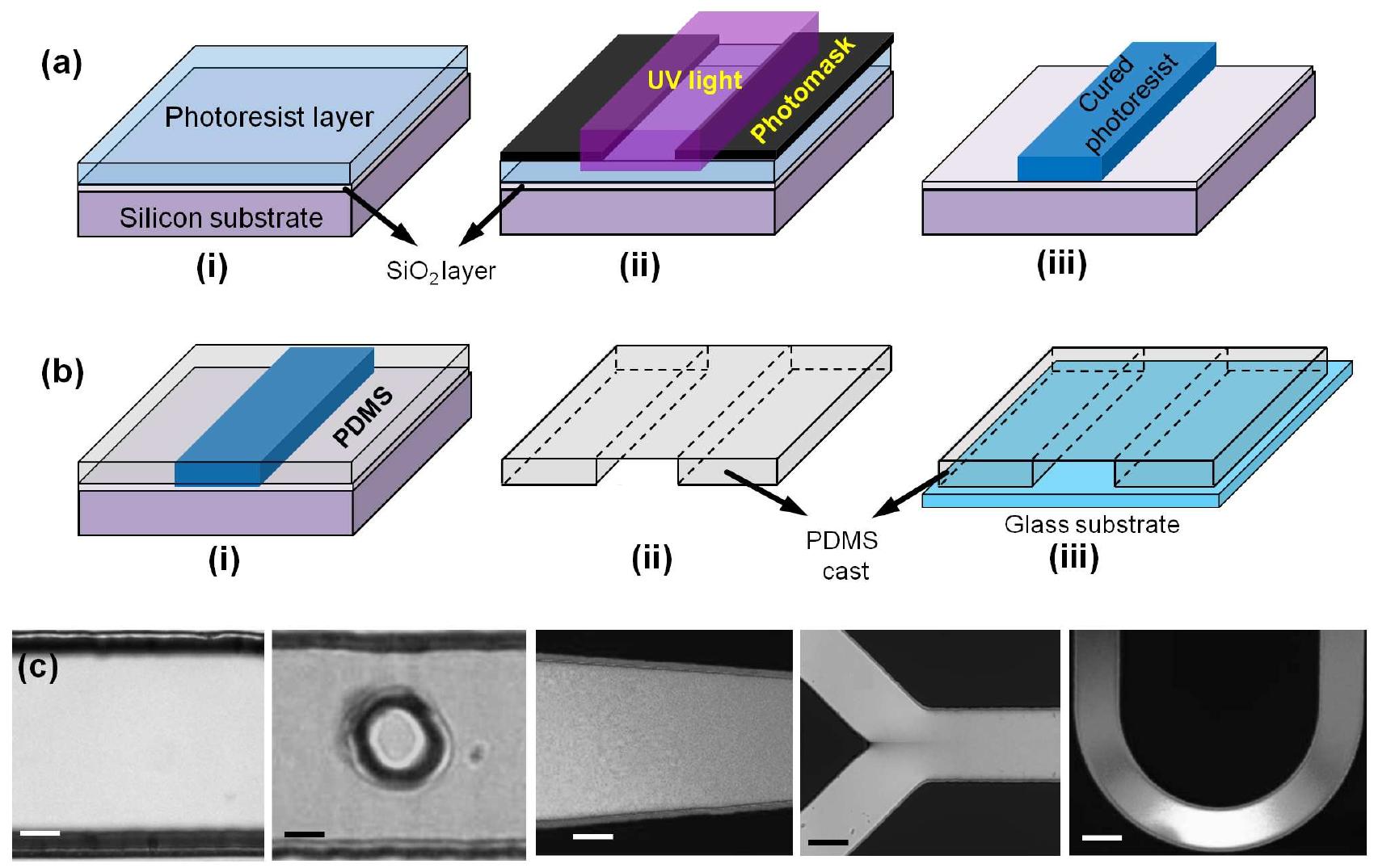 3: fabrication of microfluidic devices. (a) photolithography