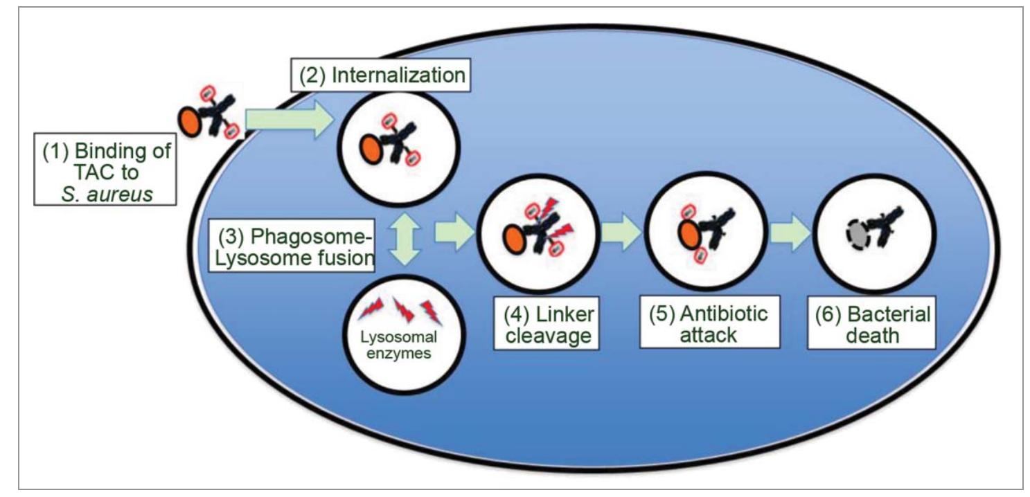 Model for the mechanism of action of tac. as depicted in the