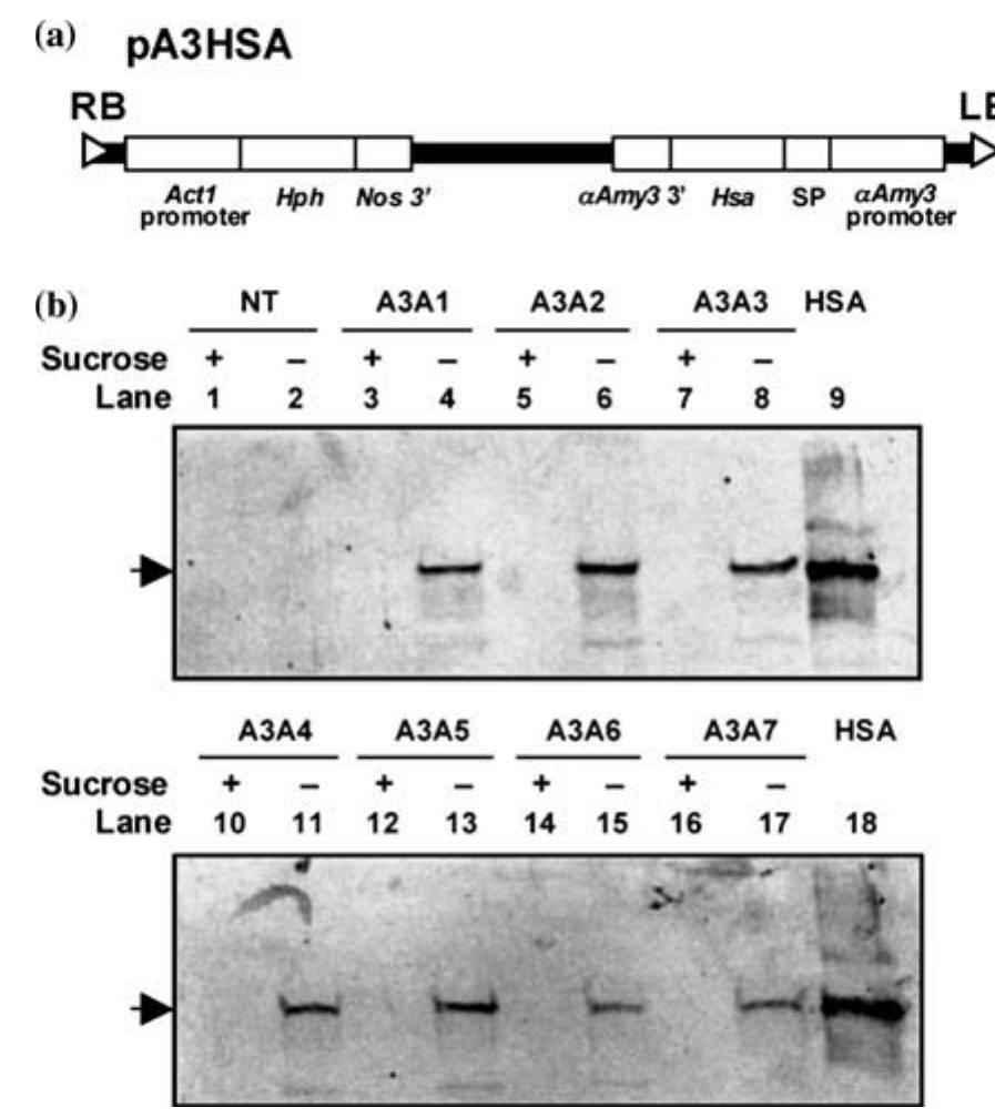 Expression of hsa in transformed rice cell lines. (a)