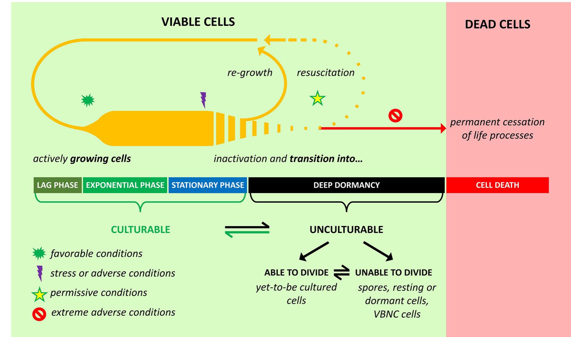 Schematic diagram of the transition of bacterial cells