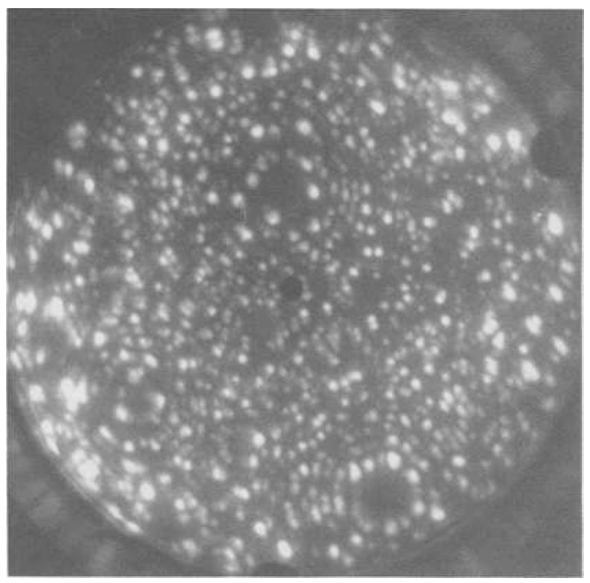 —field-ion micrograph of an as-quenched c-300 specimen.
