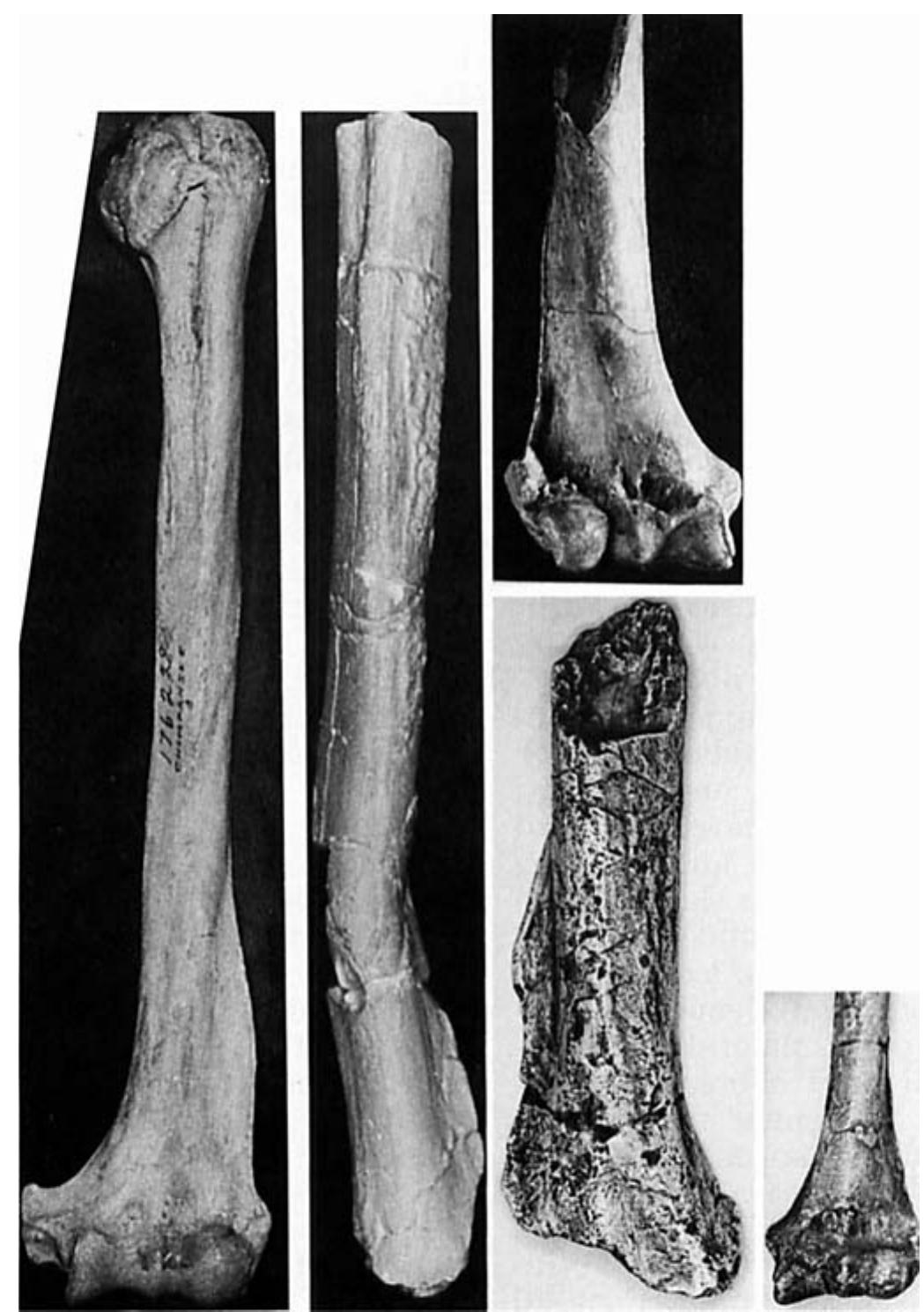 Anterior views of hominoid humeri. from left to right, pan,