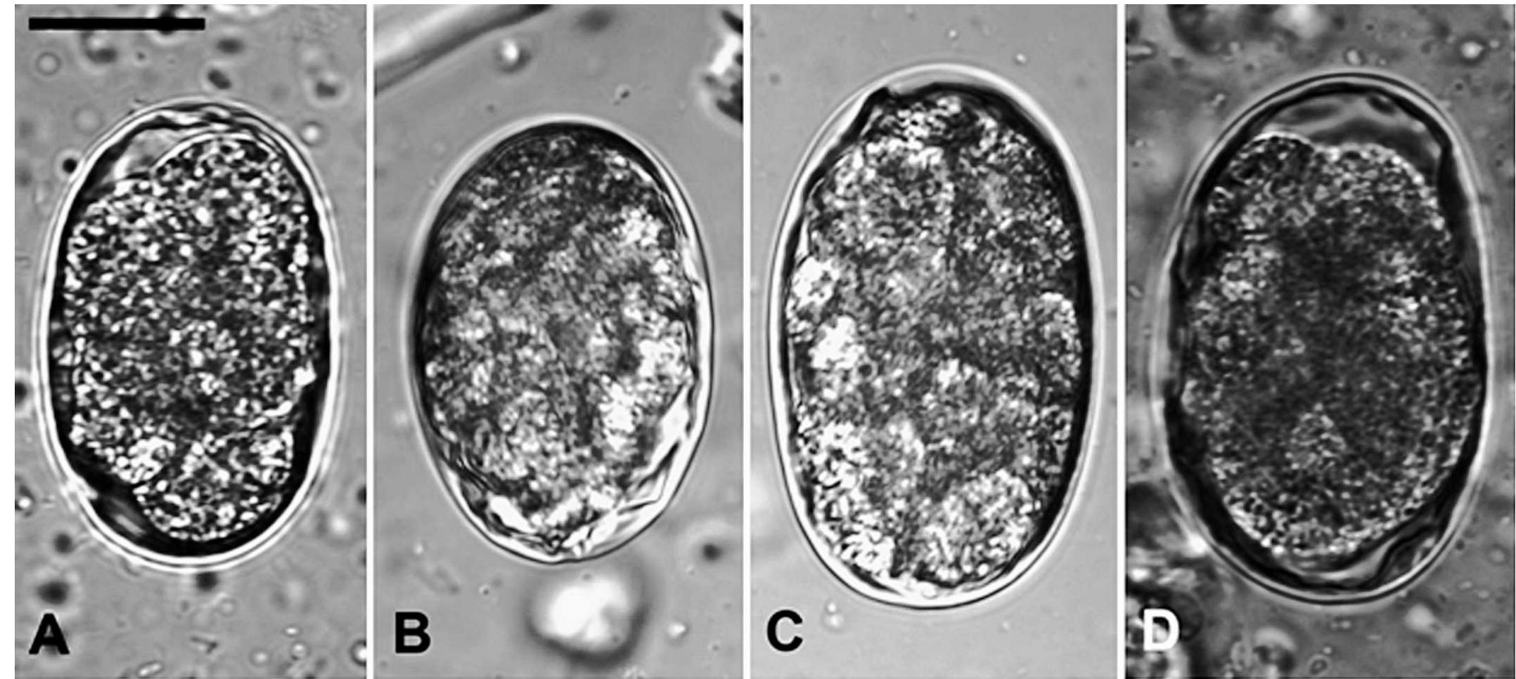 Figure 2 - from Morphological Differentiation of Eggs of