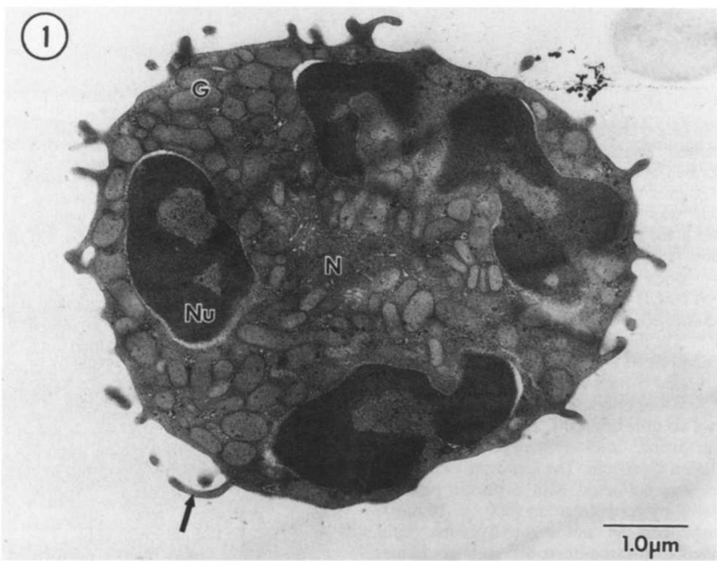 Electron micrograph of a sheep neutrophil (n) isolated by a