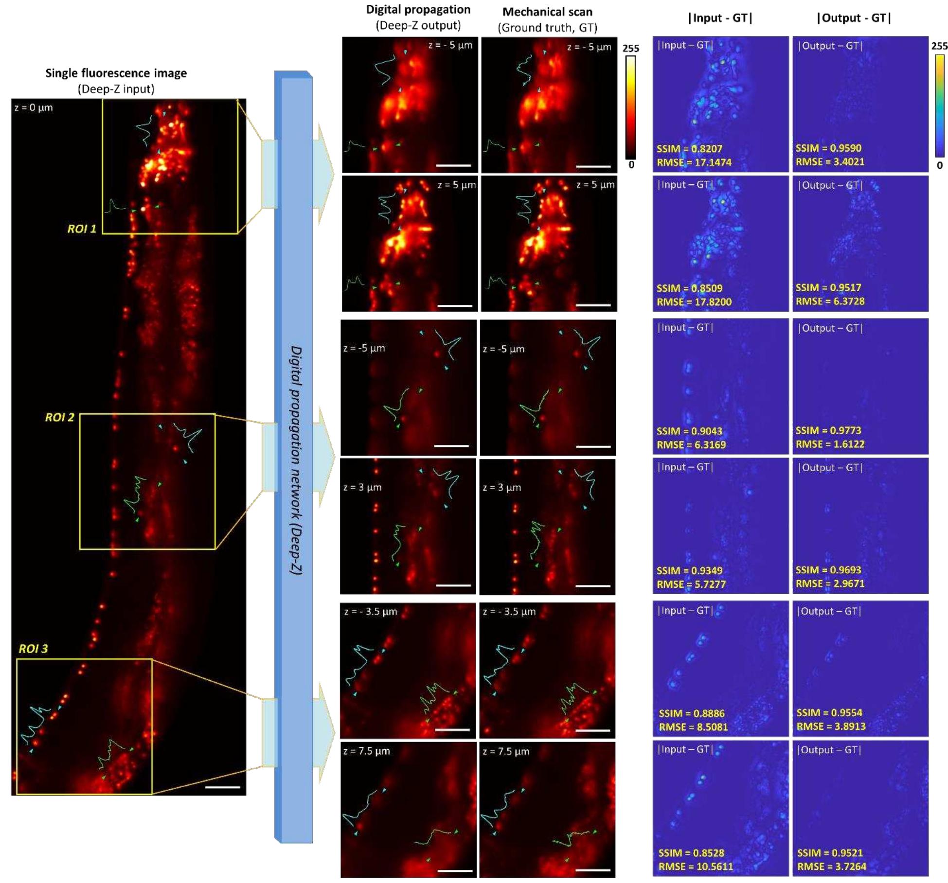 3d imaging of c. elegans neuron nuclei using deep-z.