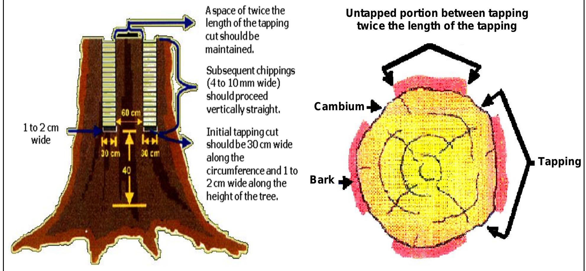 Diagram showing the proper methods of tapping almaciga trees