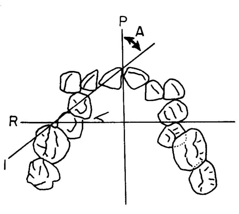 Schematic drawing of the maxillary arch. alveolar fibers in