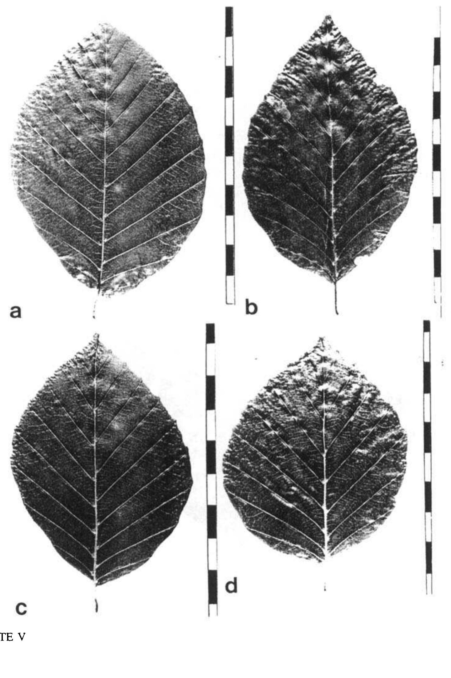 Th. denk, taxonomy of fagus in western eurasia, 2: fagus
