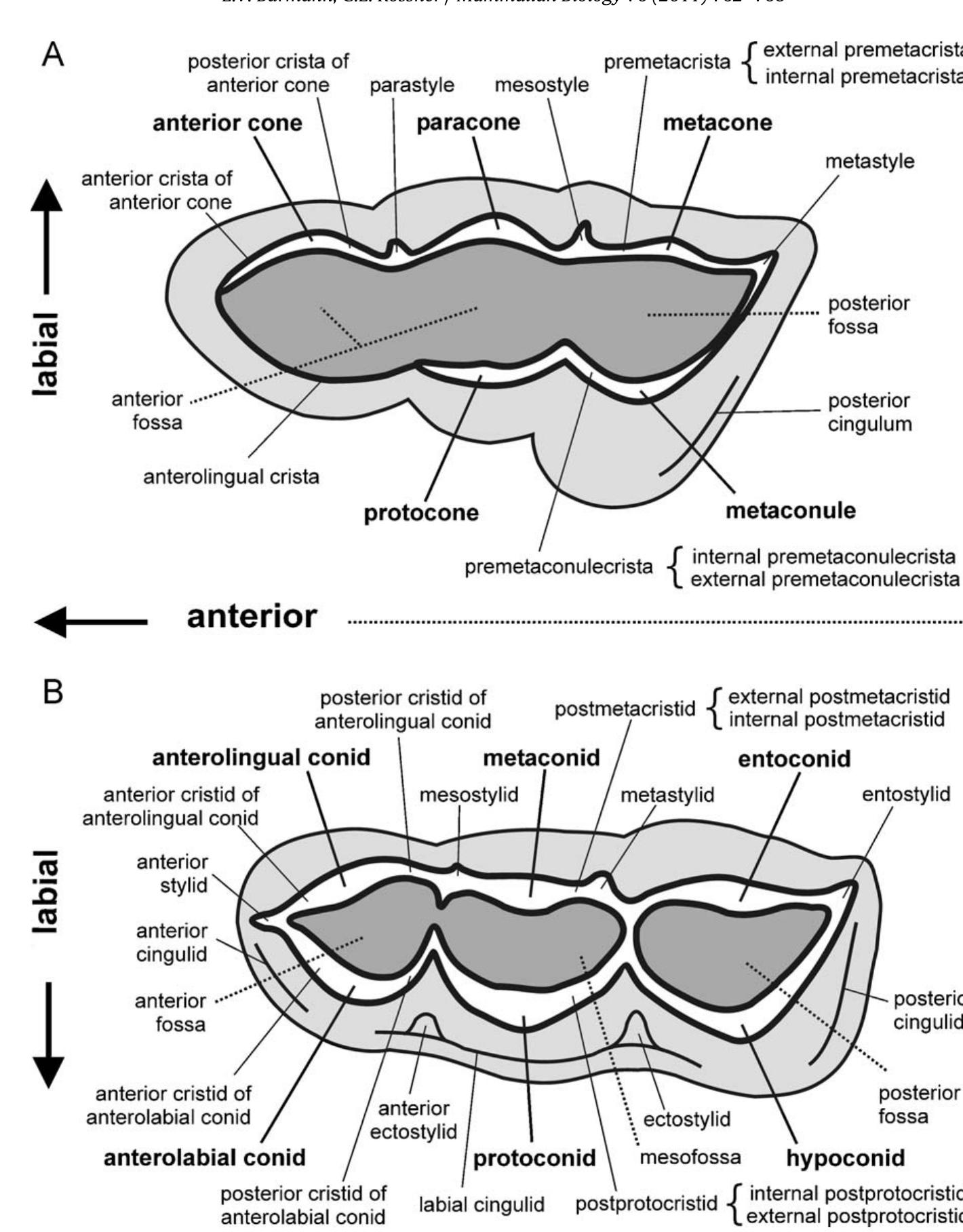 Generalized drawing of ruminant deciduous dentition. (a)