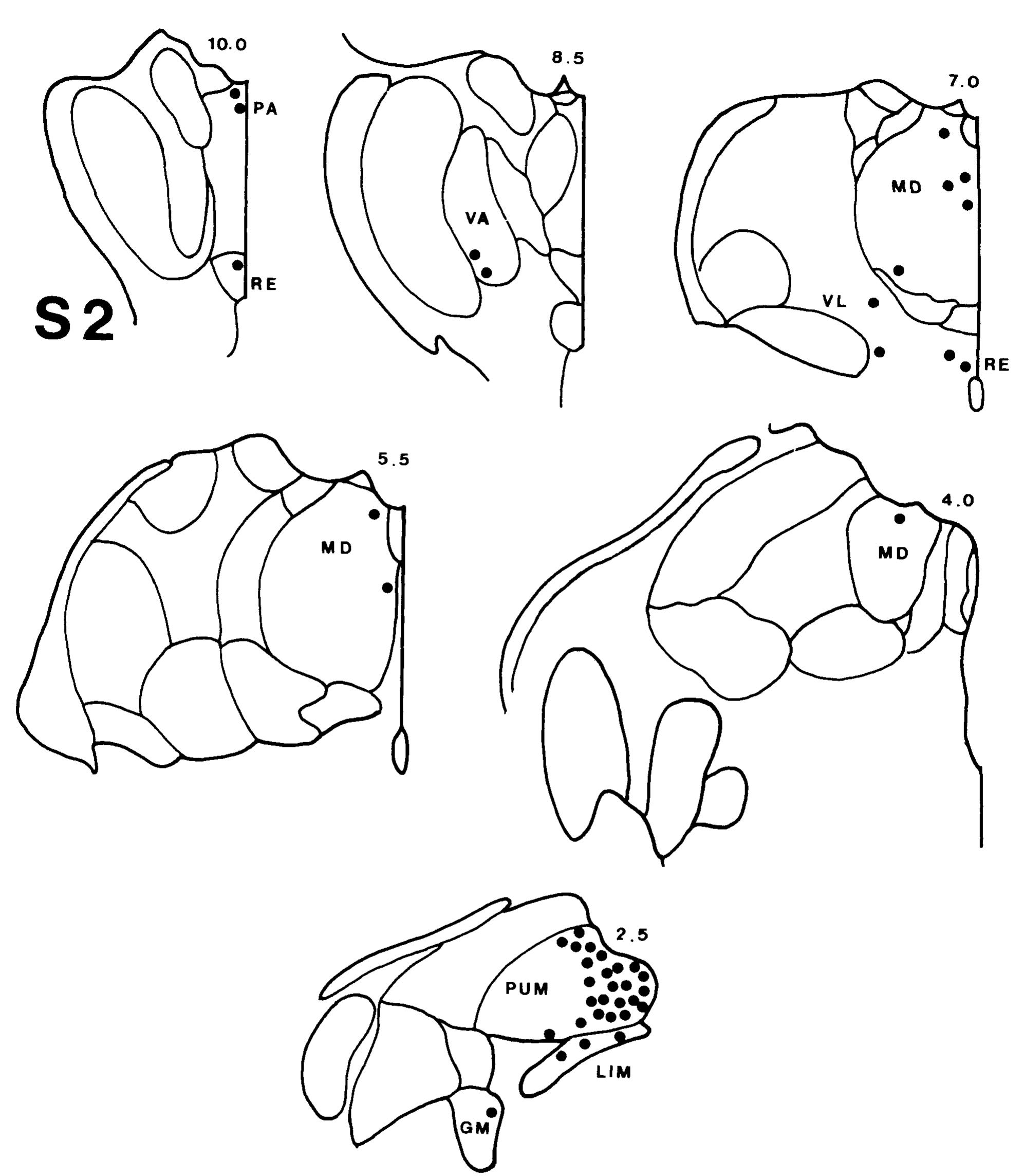 Schematic coronal sections of the thalamus of squirrel