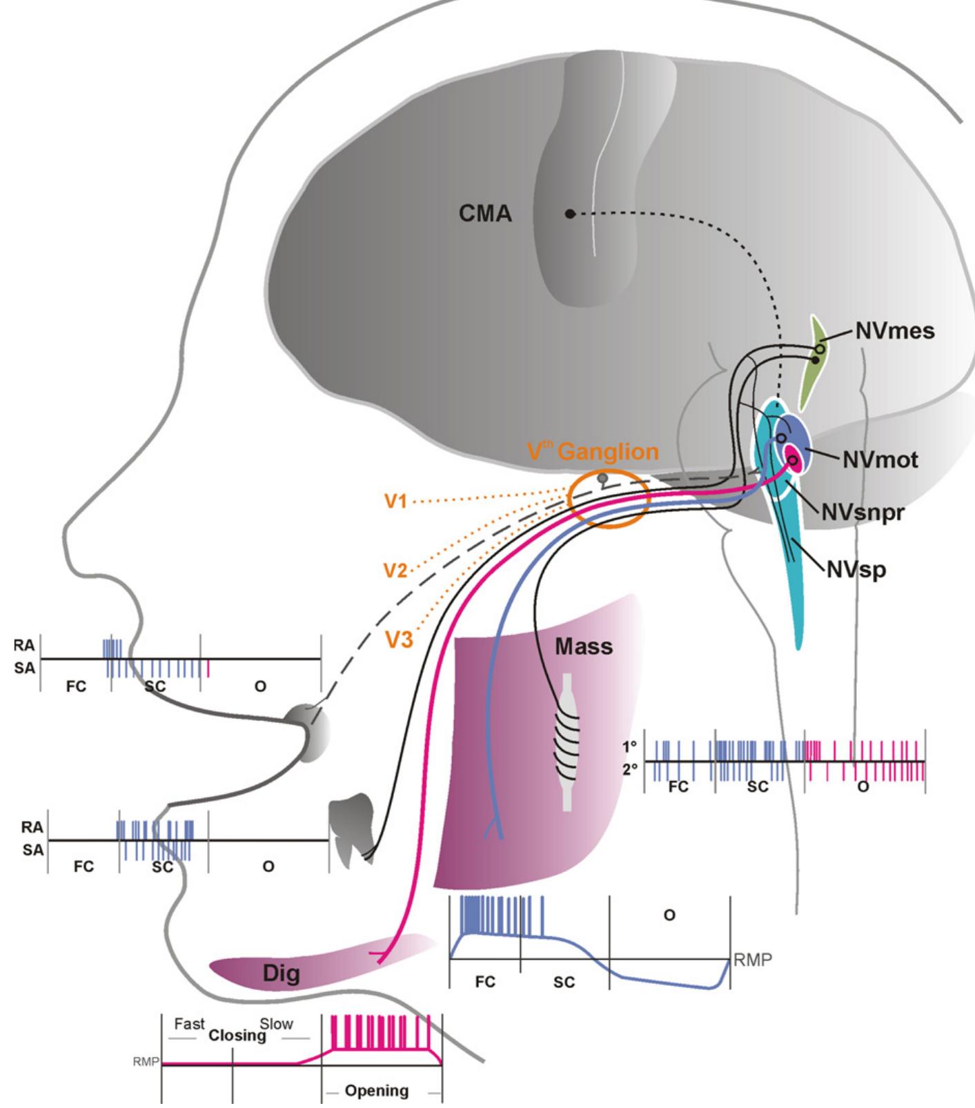 Schematic representation of the trigeminal nerve branches