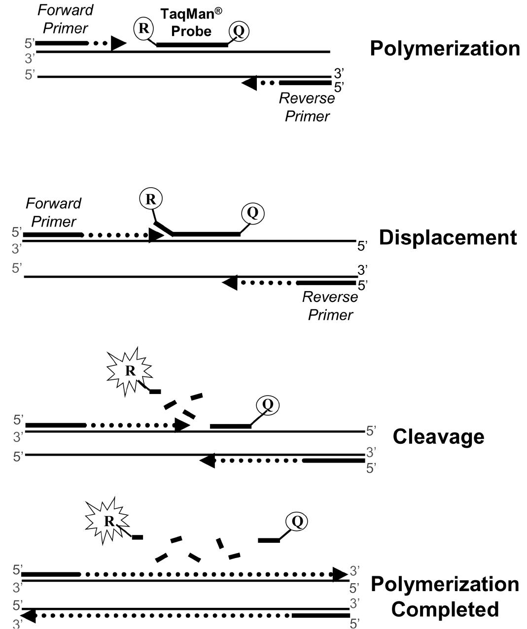 Schematic of real-time pcr from probe hybridization through