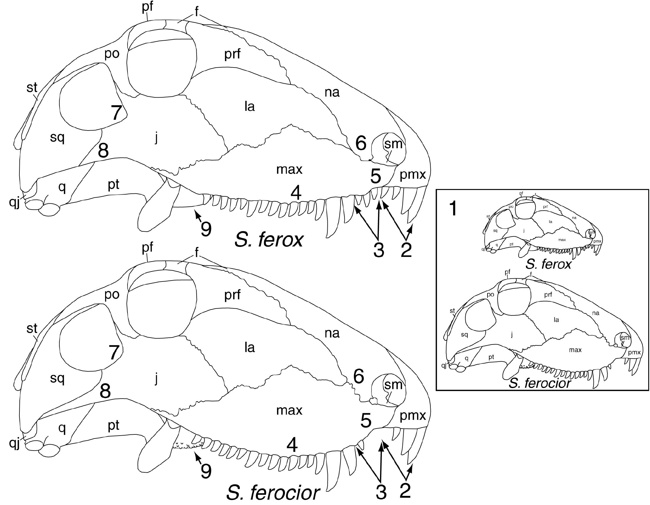Comparison of sphenacodon ferox and s. ferocior skulls.