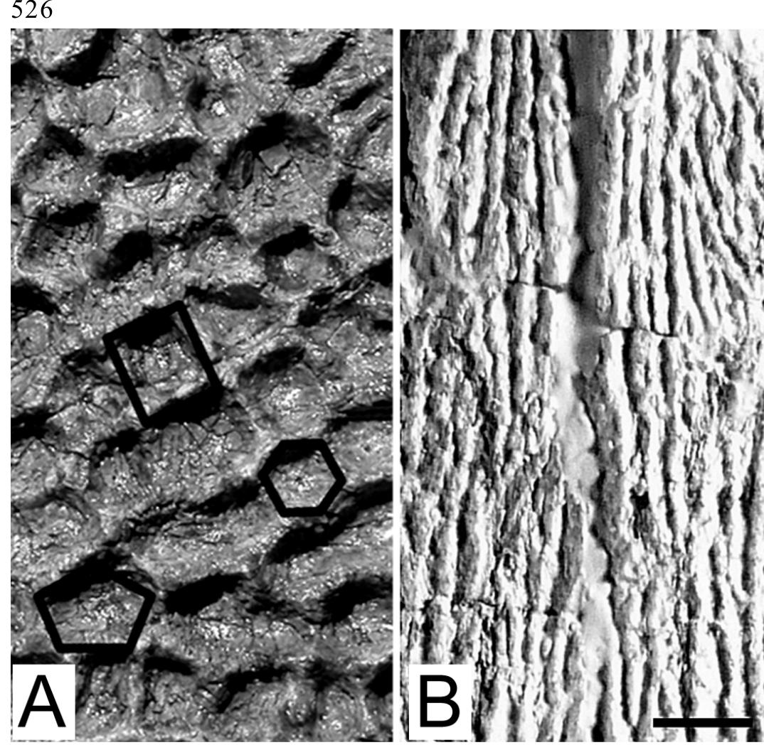 Examples of dermal bone texture types. a, reticulate texture
