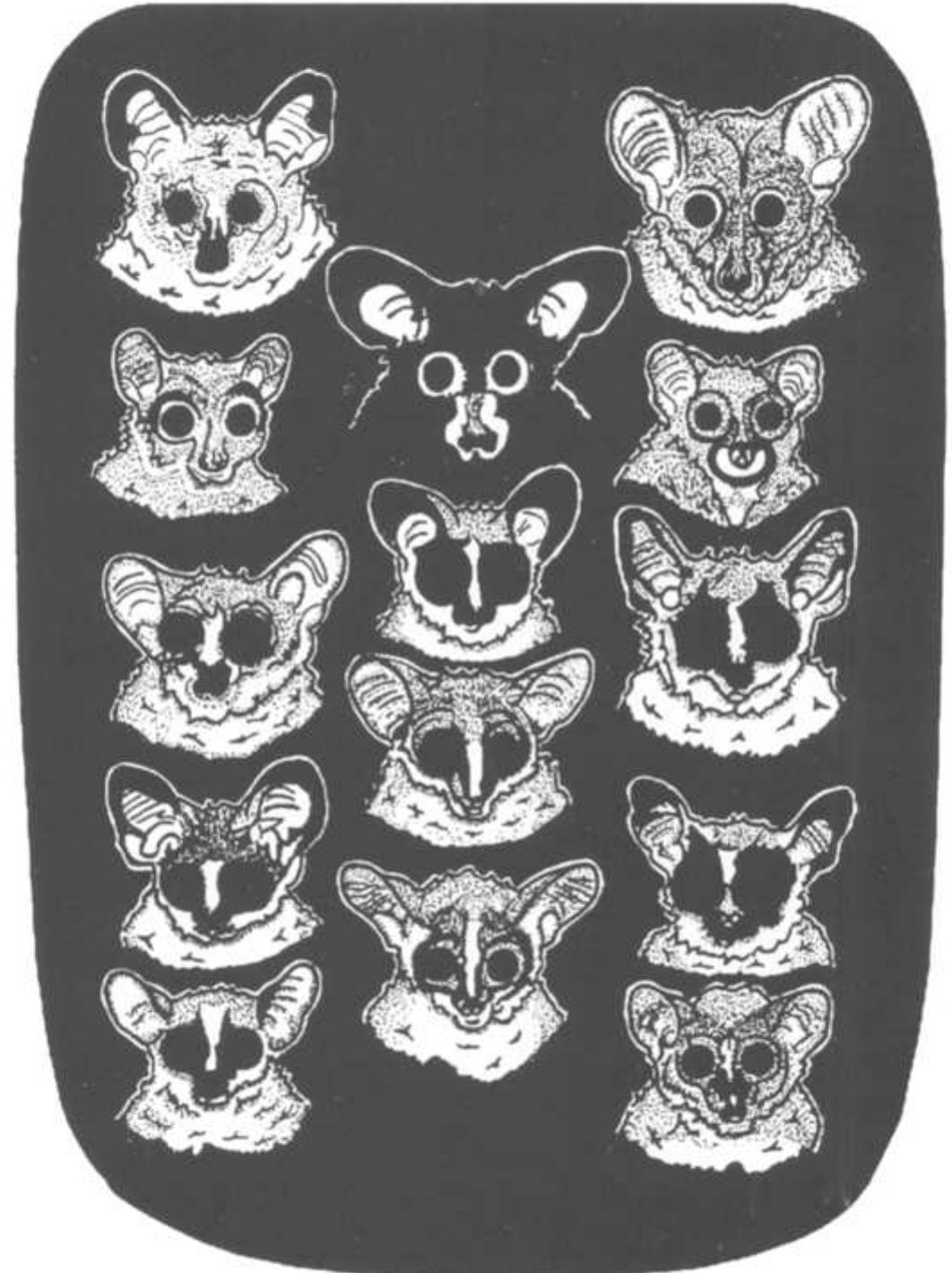 Facial characteristics of galagos: a guide to species. face