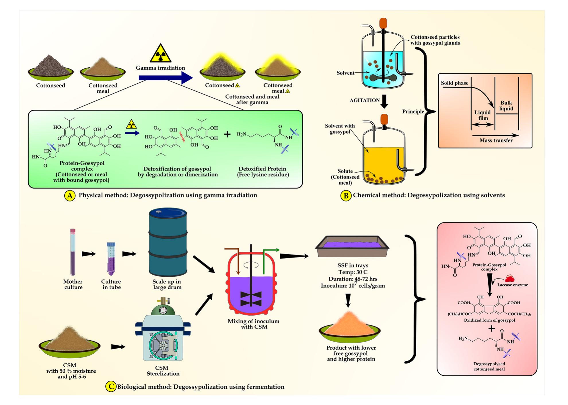 Schematic diagram showing the mechanism of physical,