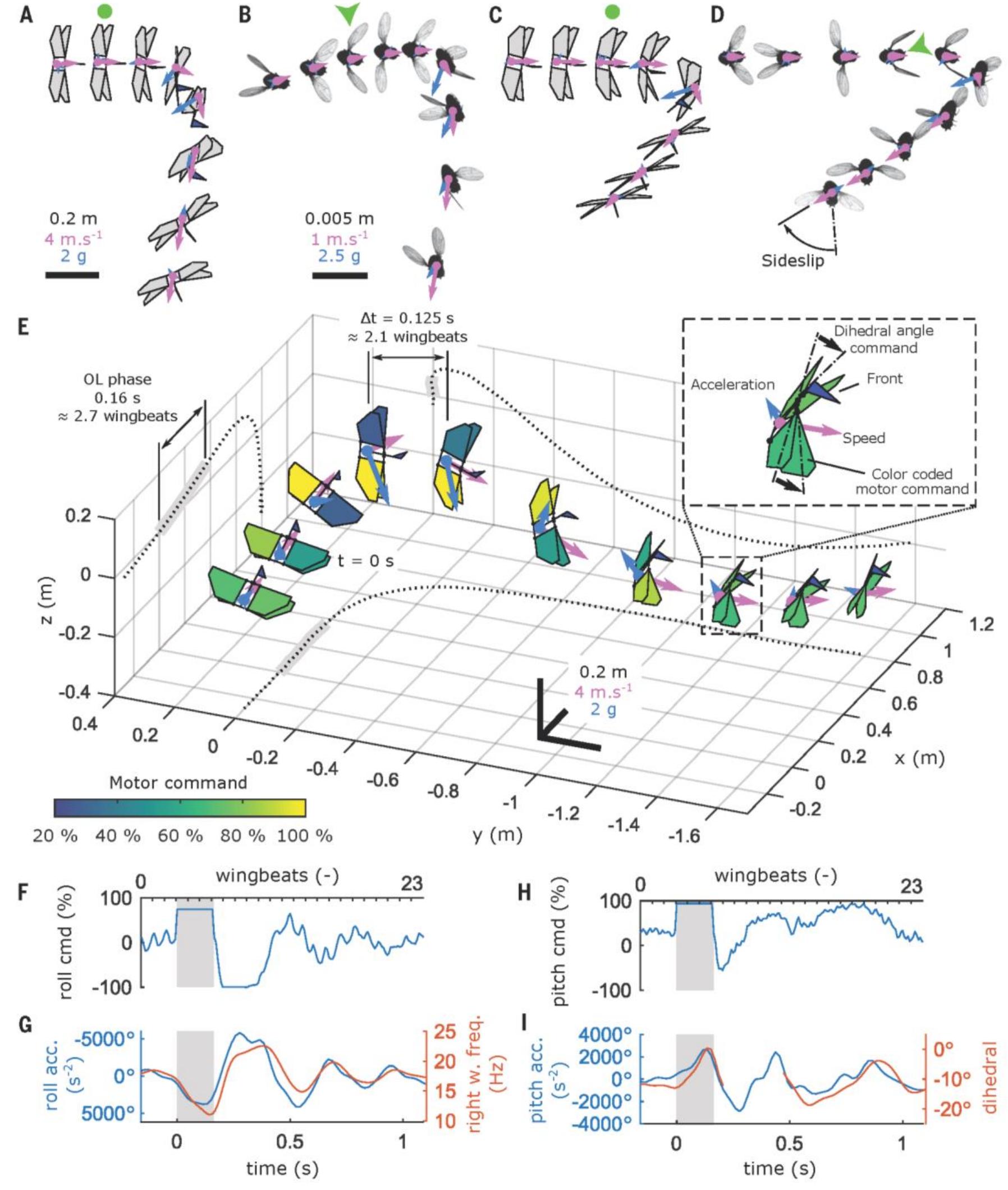 The robot mimics rapid banked turns observed in escaping