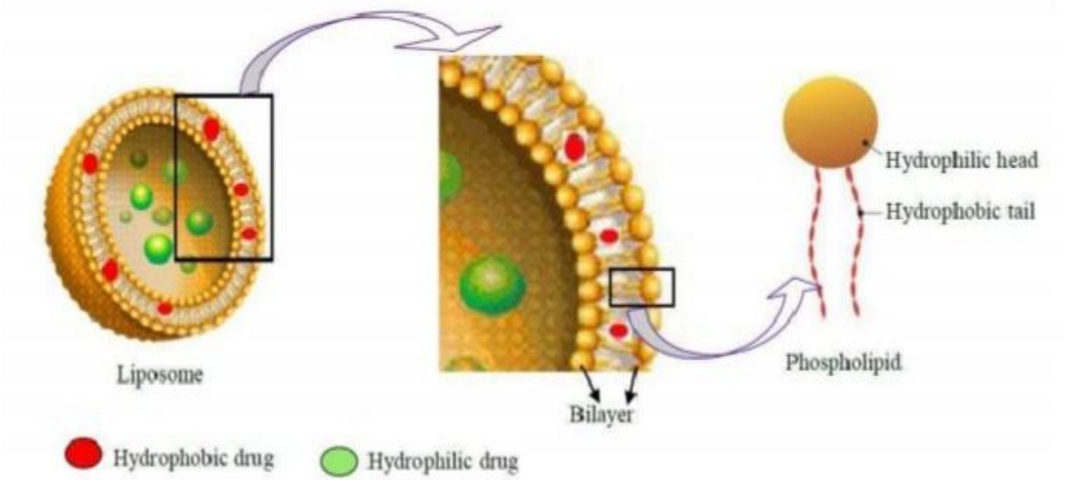 Structure of liposome and lipid bilayer. "! the name