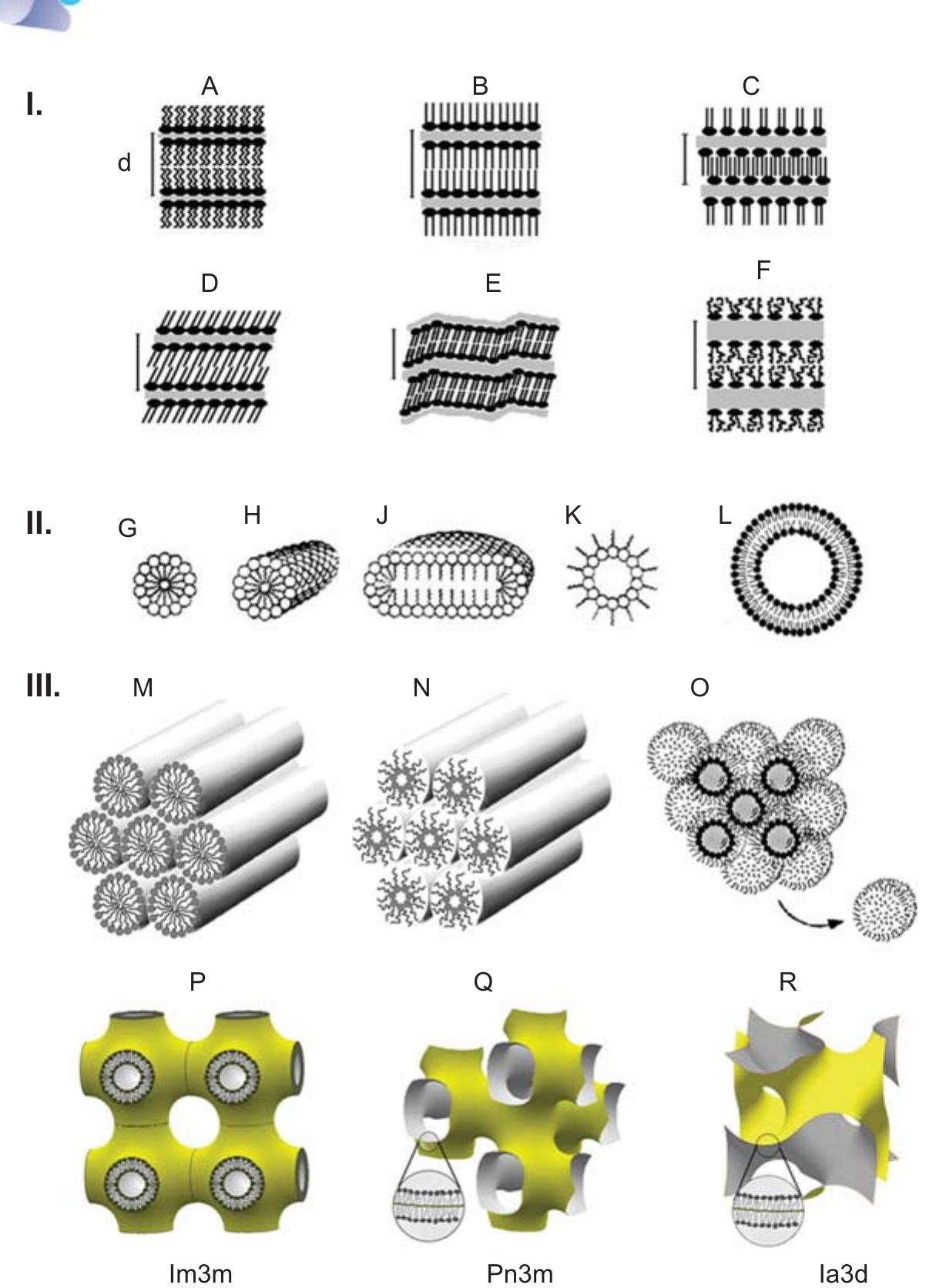 Structures Of Lipid Phases I Lamellar Phases A Subgel