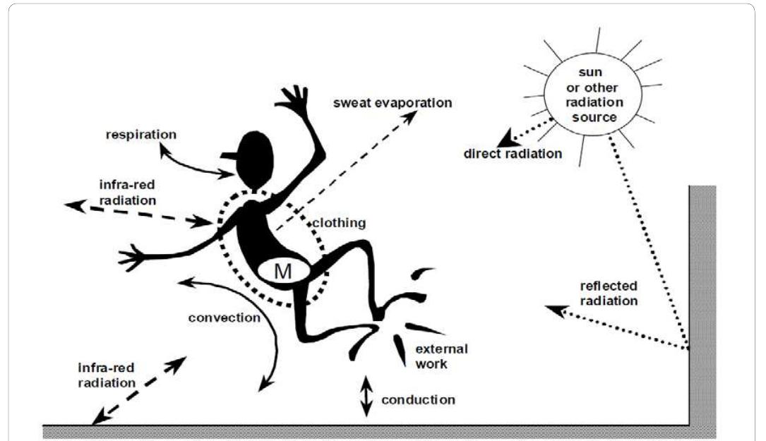 Schematic representation of the pathways for heat loss from