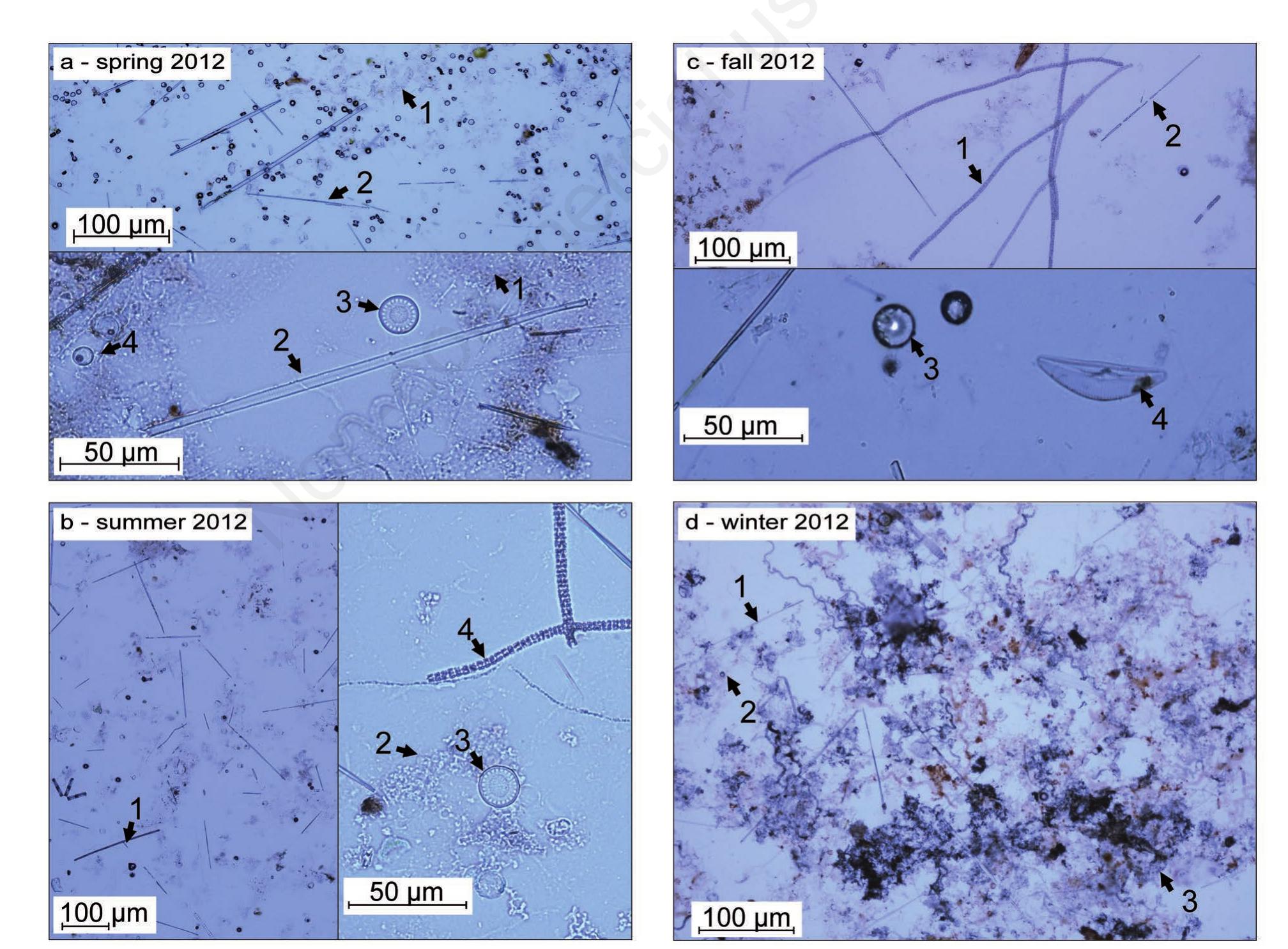 Examples of smear slide images from sediment trap material