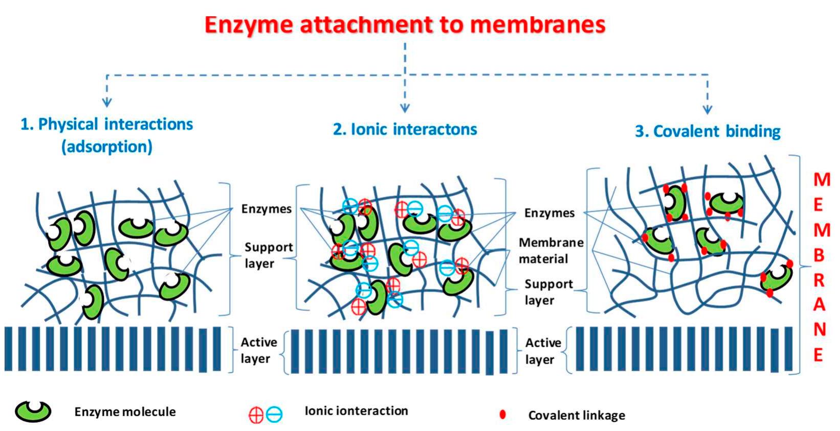 Three main types of enzyme attachment to membrane: (1)
