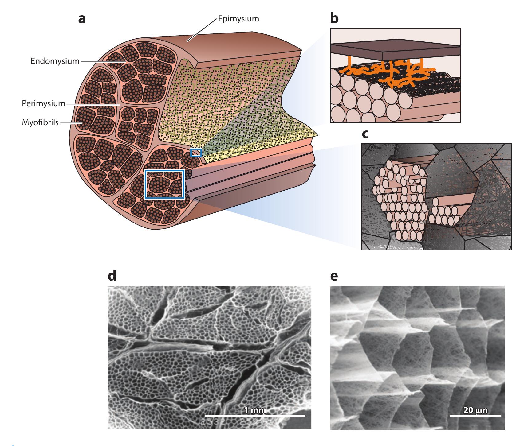 The anatomy of imct. (a) the general arrangement of the