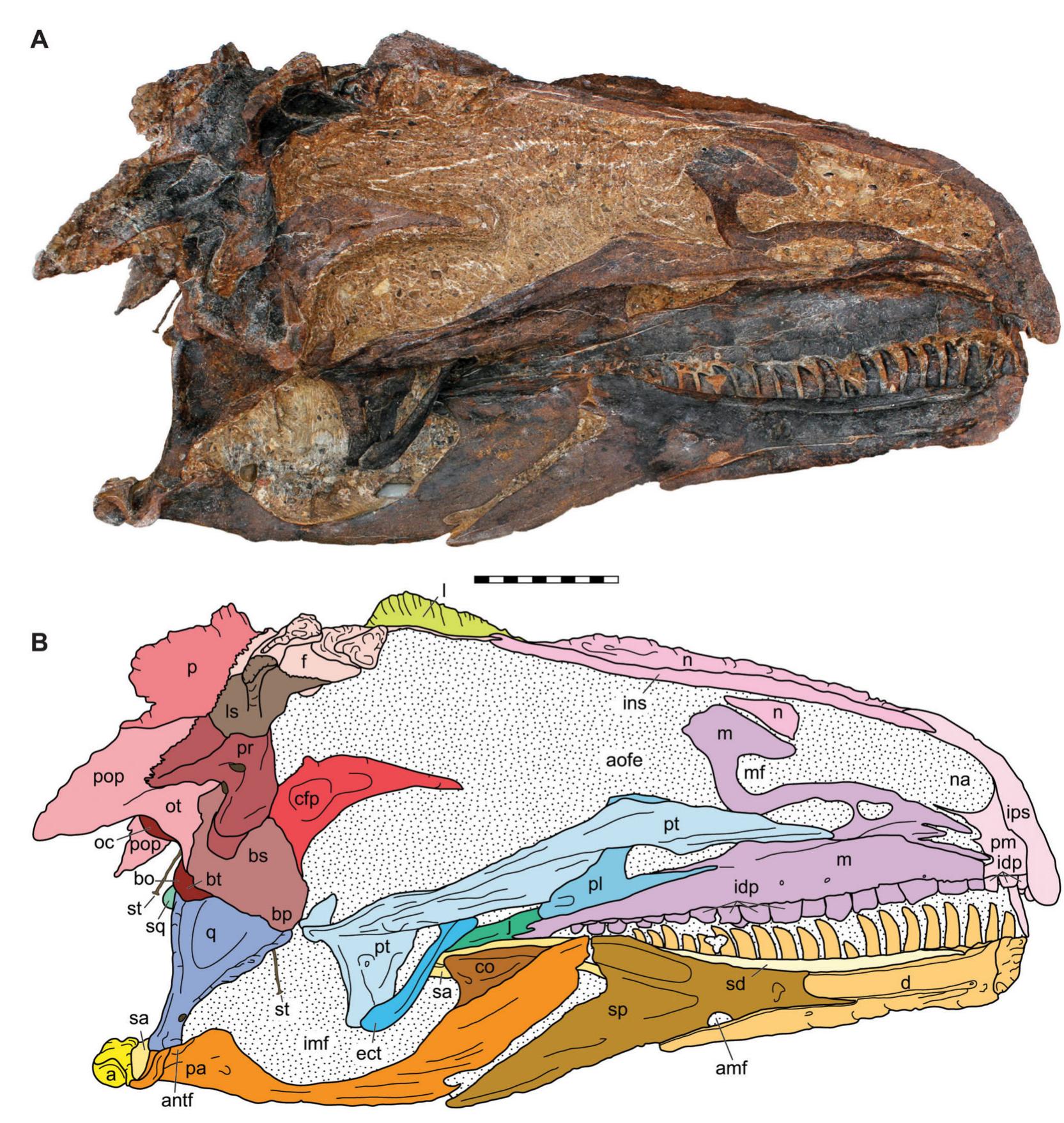 Medial view of the skull of the holotype specimen of