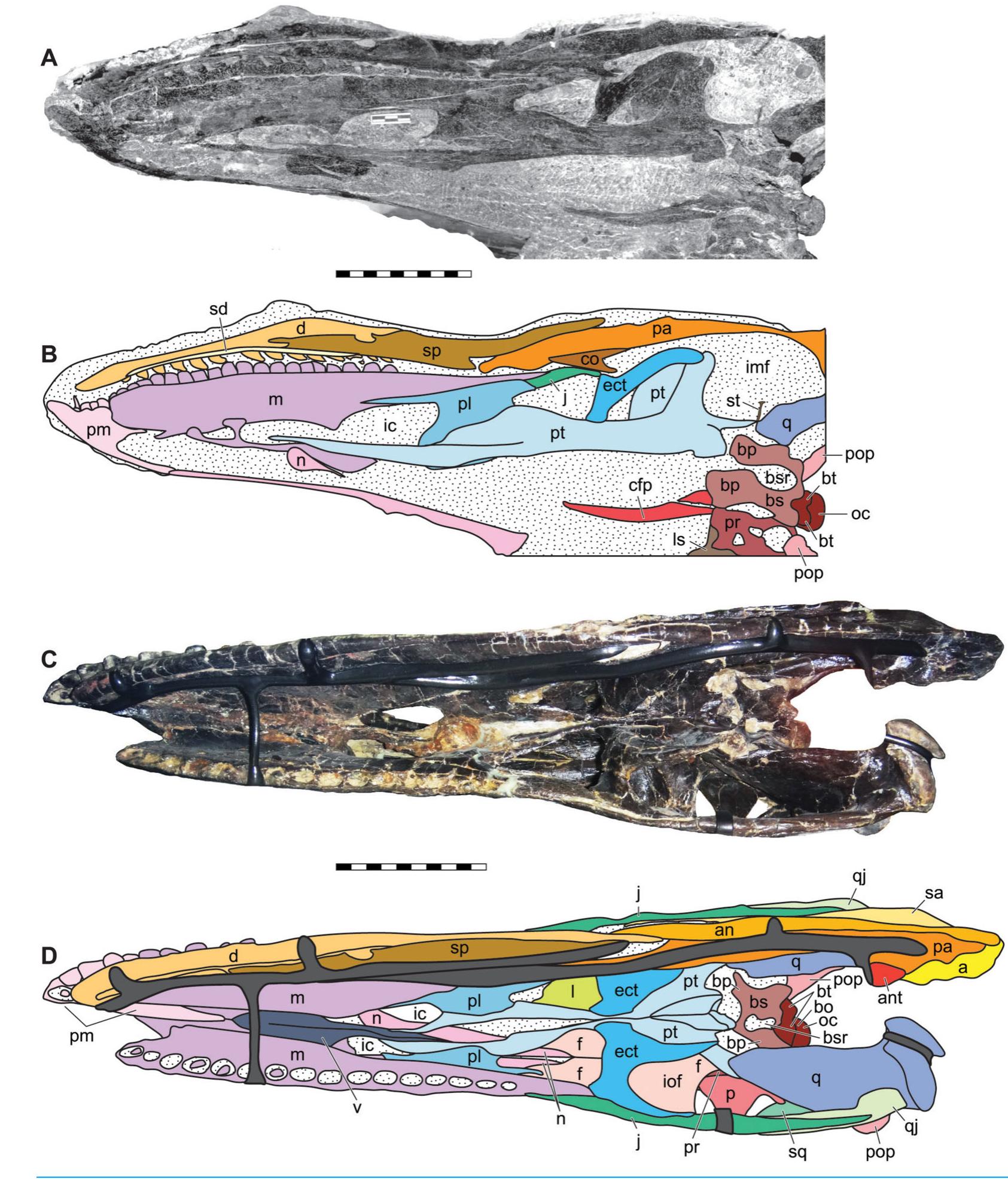 ‘igure 8 ventral view of the skulls of allosaurus jimmadseni