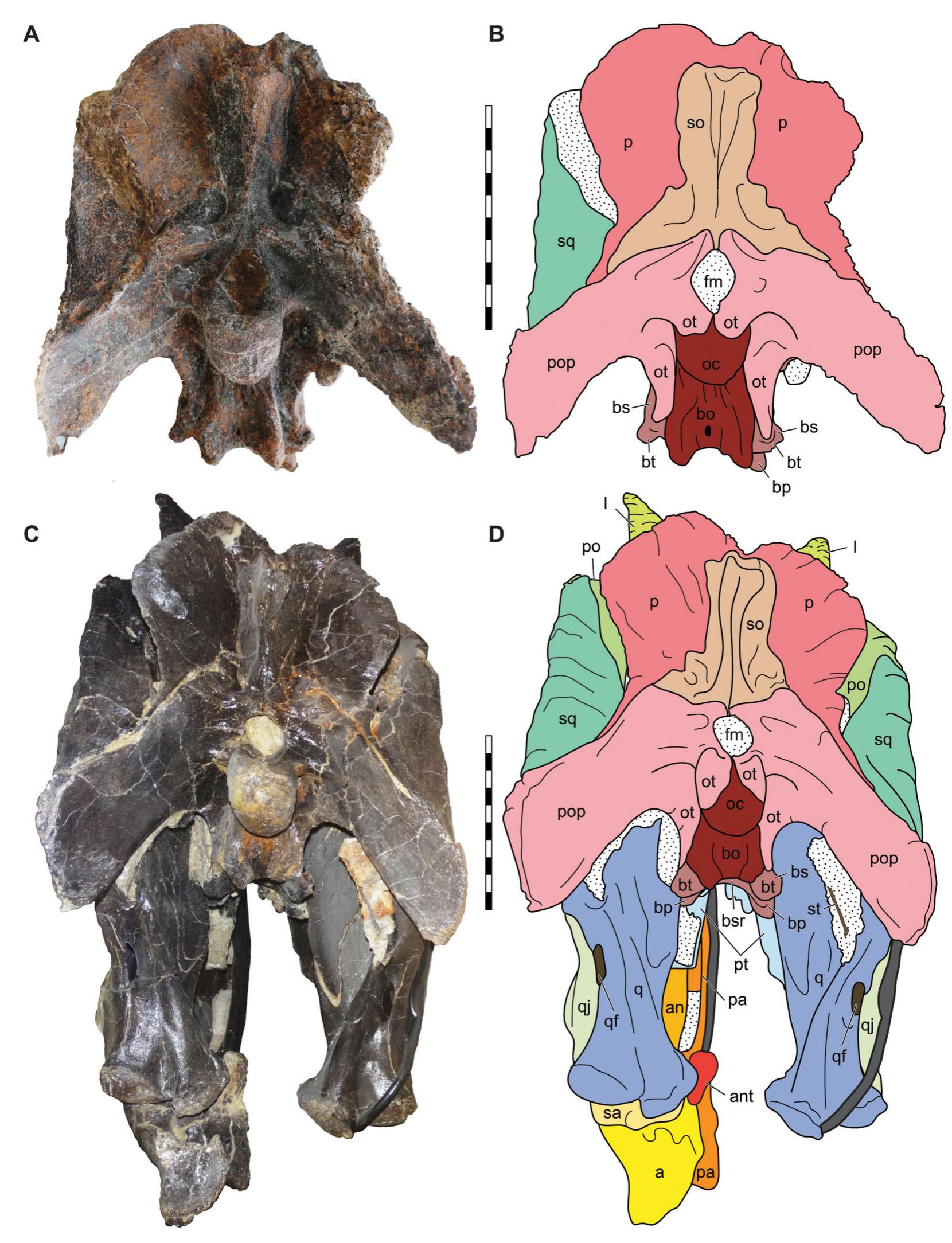 Posterior view of the skulls of allosaurus jimmadseni (dino