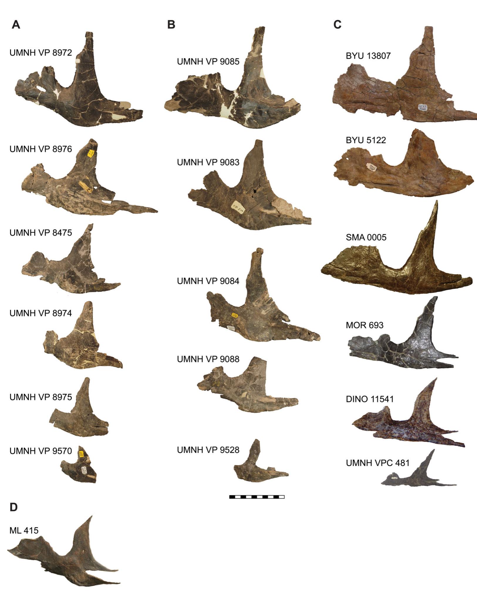 Comparison of the jugals of allosaurus. (a) left jugals