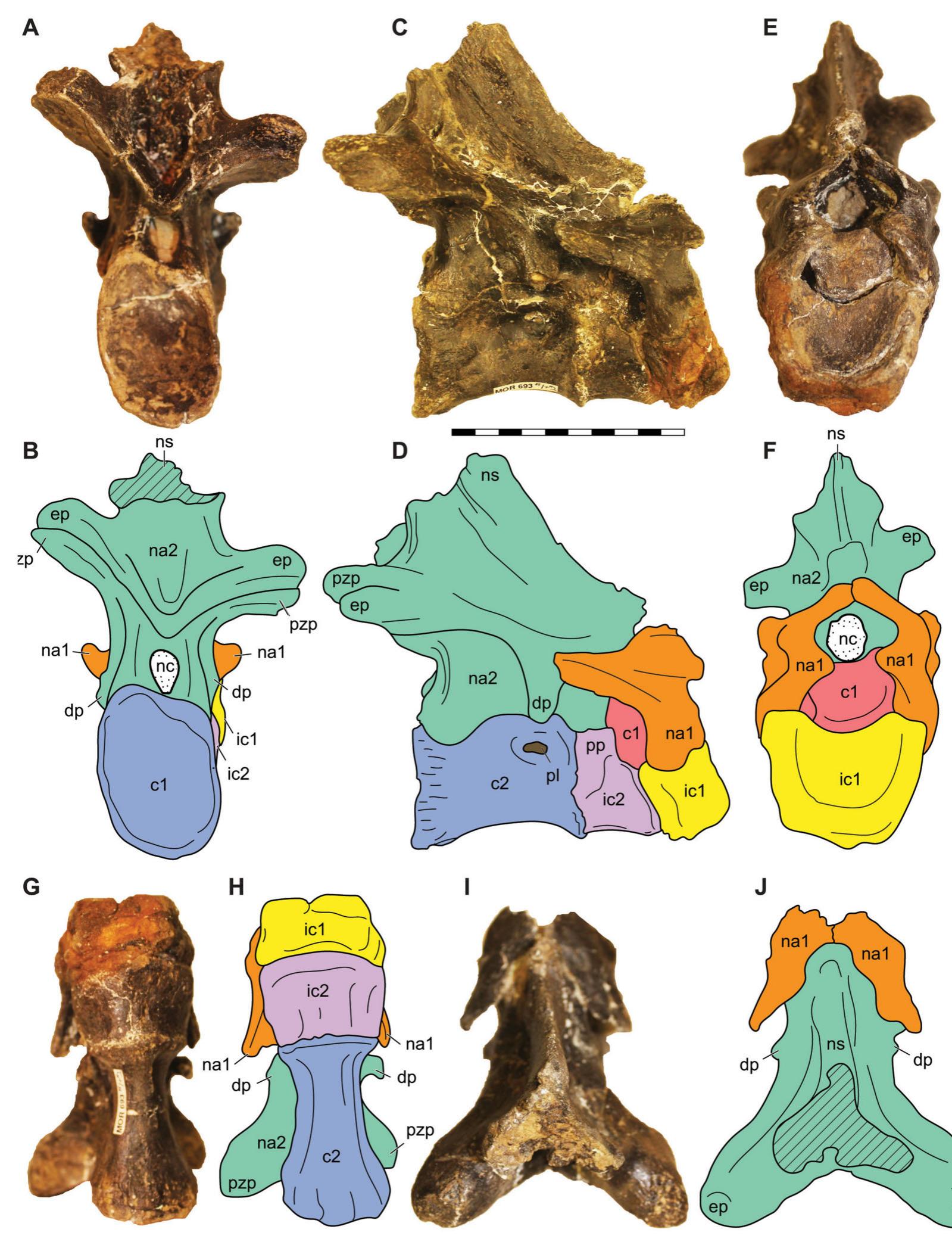 Atlantoaxial complex of allosaurus jimmadseni. atlantoaxial