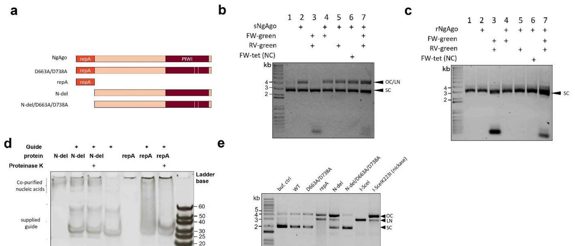 | soluble ngago variants nick and cut plasmid dna in vitro