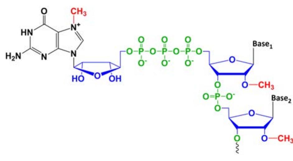 -2 cap structure of mrna. the 5’ cap contains a methylated