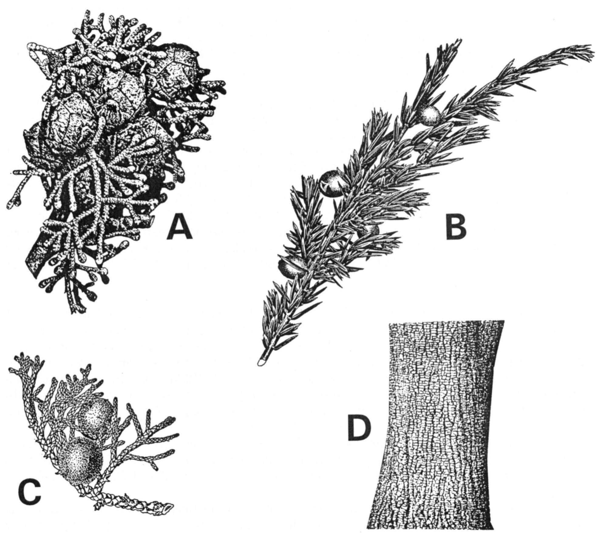 Saceae figure 1. a, cupressus arizonica subsp. arizonica,