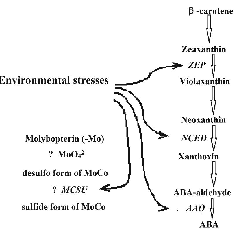 5 the role of mo in the aba signaling pathway under