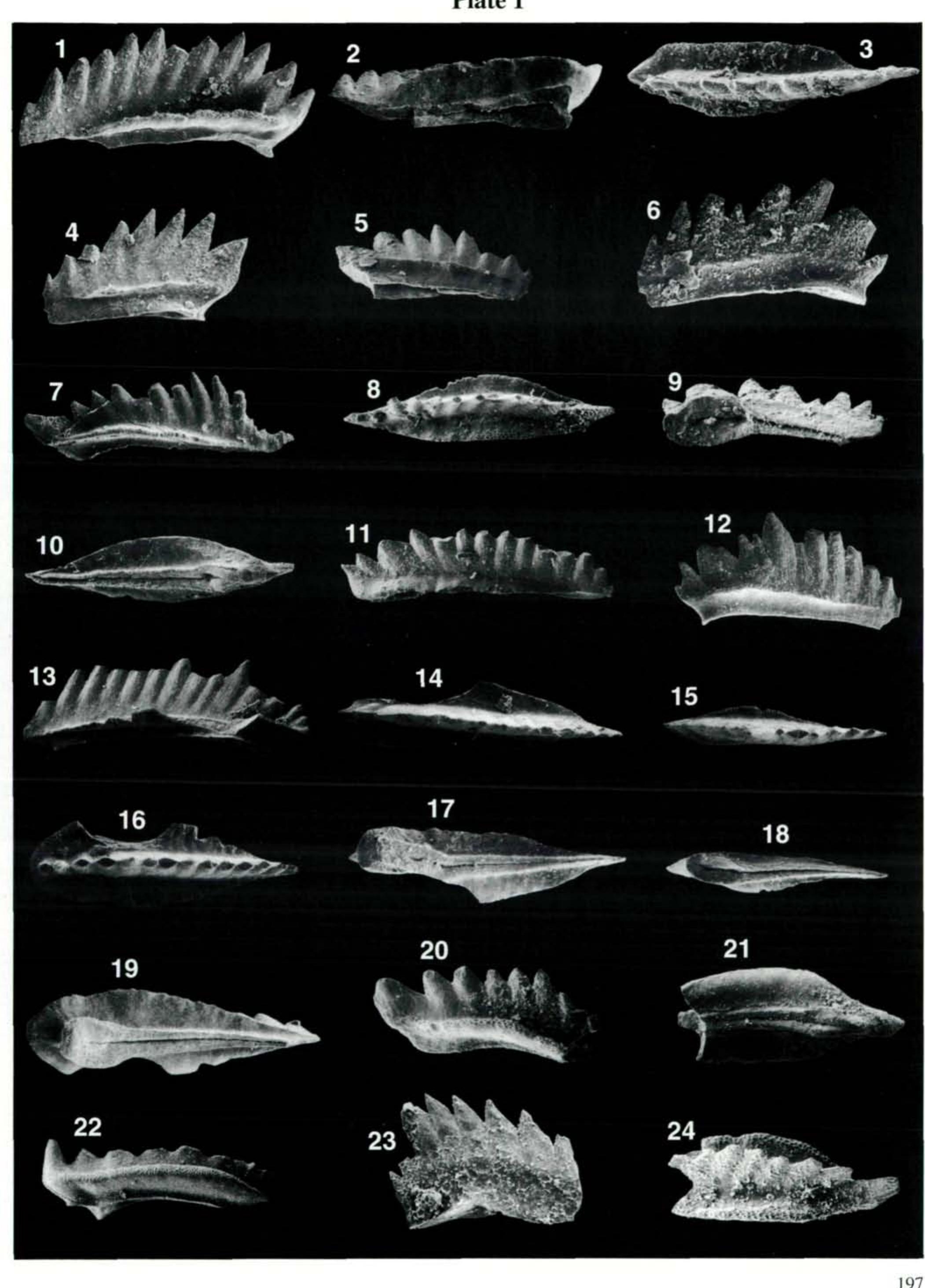 Figure 4 - Middle Triassic Conodonts from the Southern