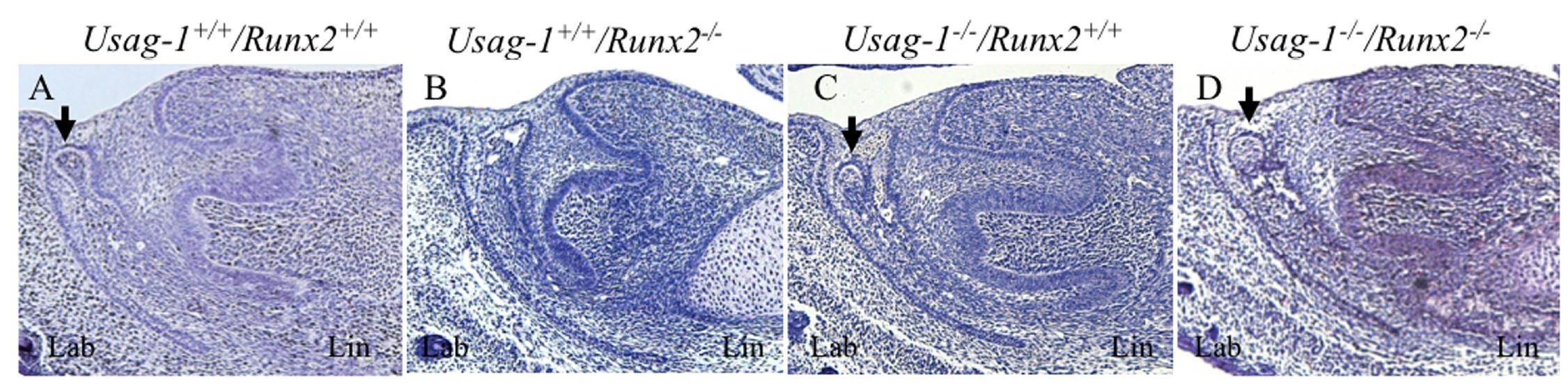 Histological analysis (h&e staining) of sagittal sections of