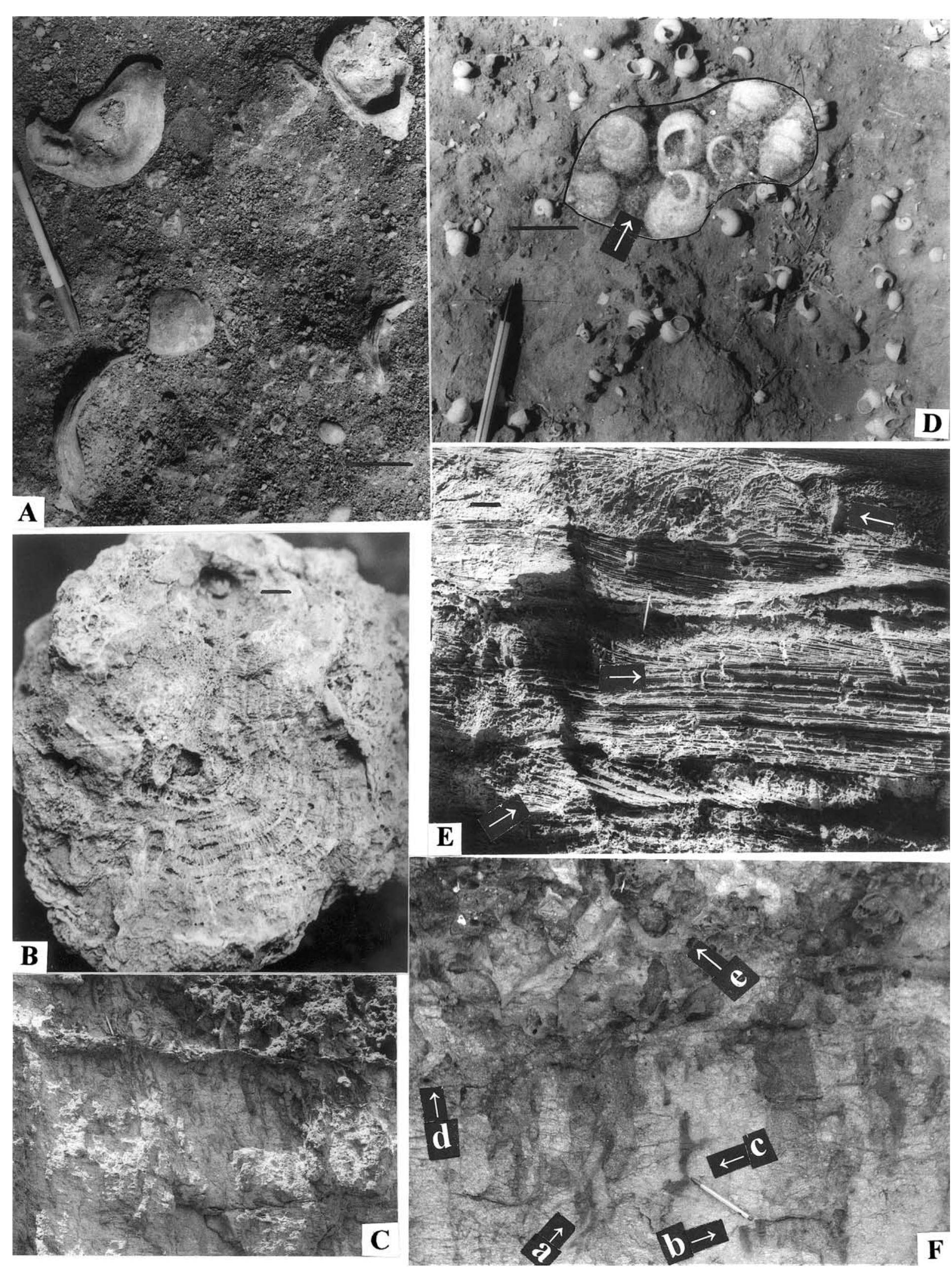 (a) large oyster shells in the oyster bed of the vadpag