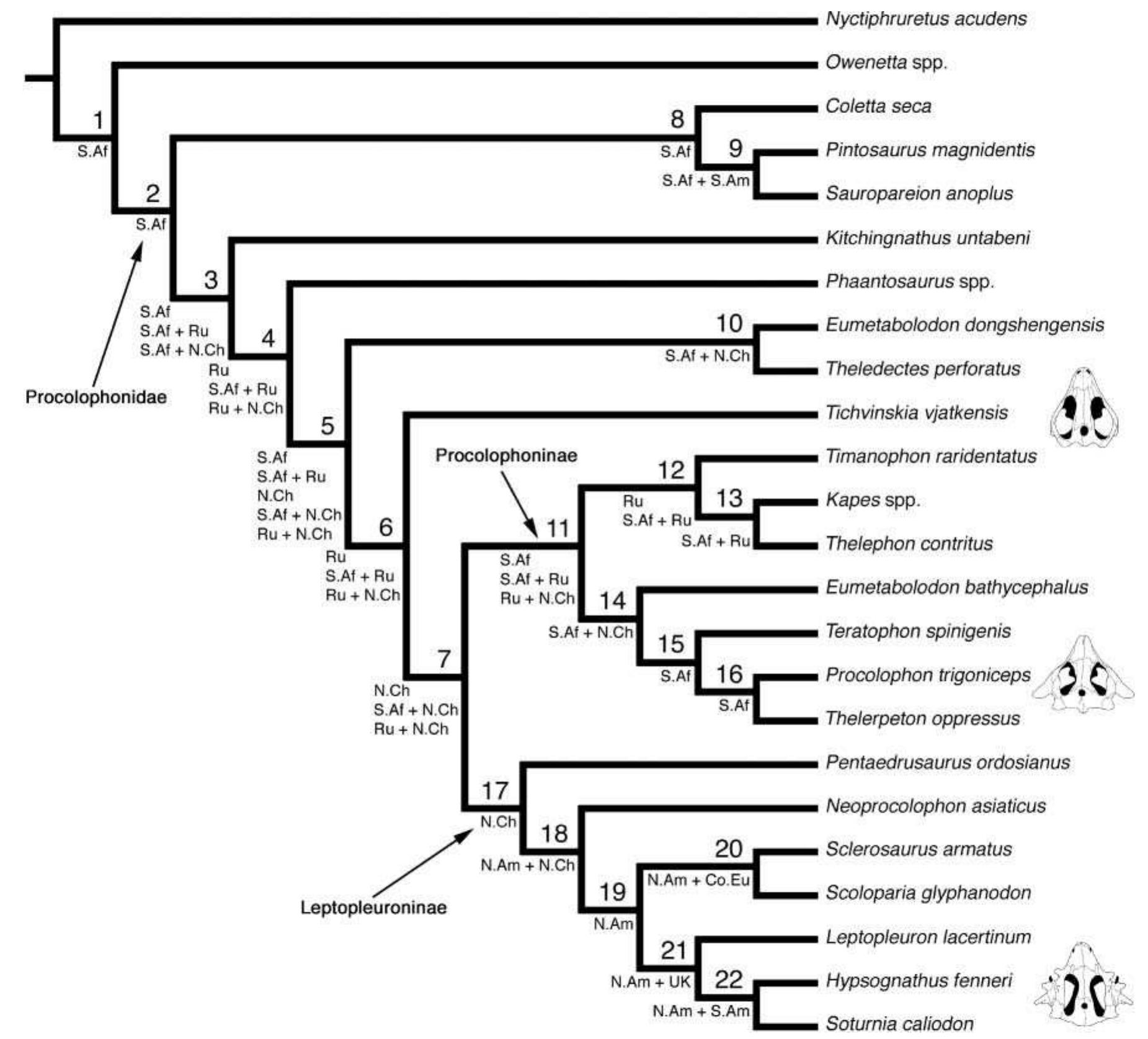 One of 36 equally parsimonious trees of procolophonids,