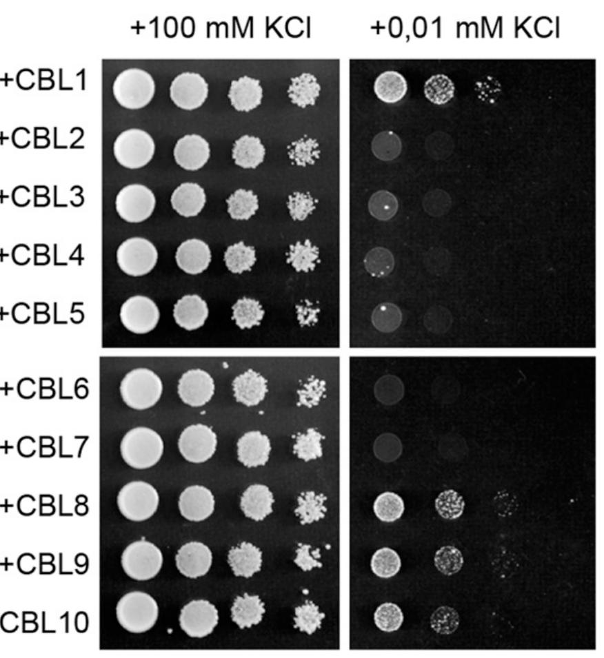 Several members of the arabidopsis cbl family of ca?*