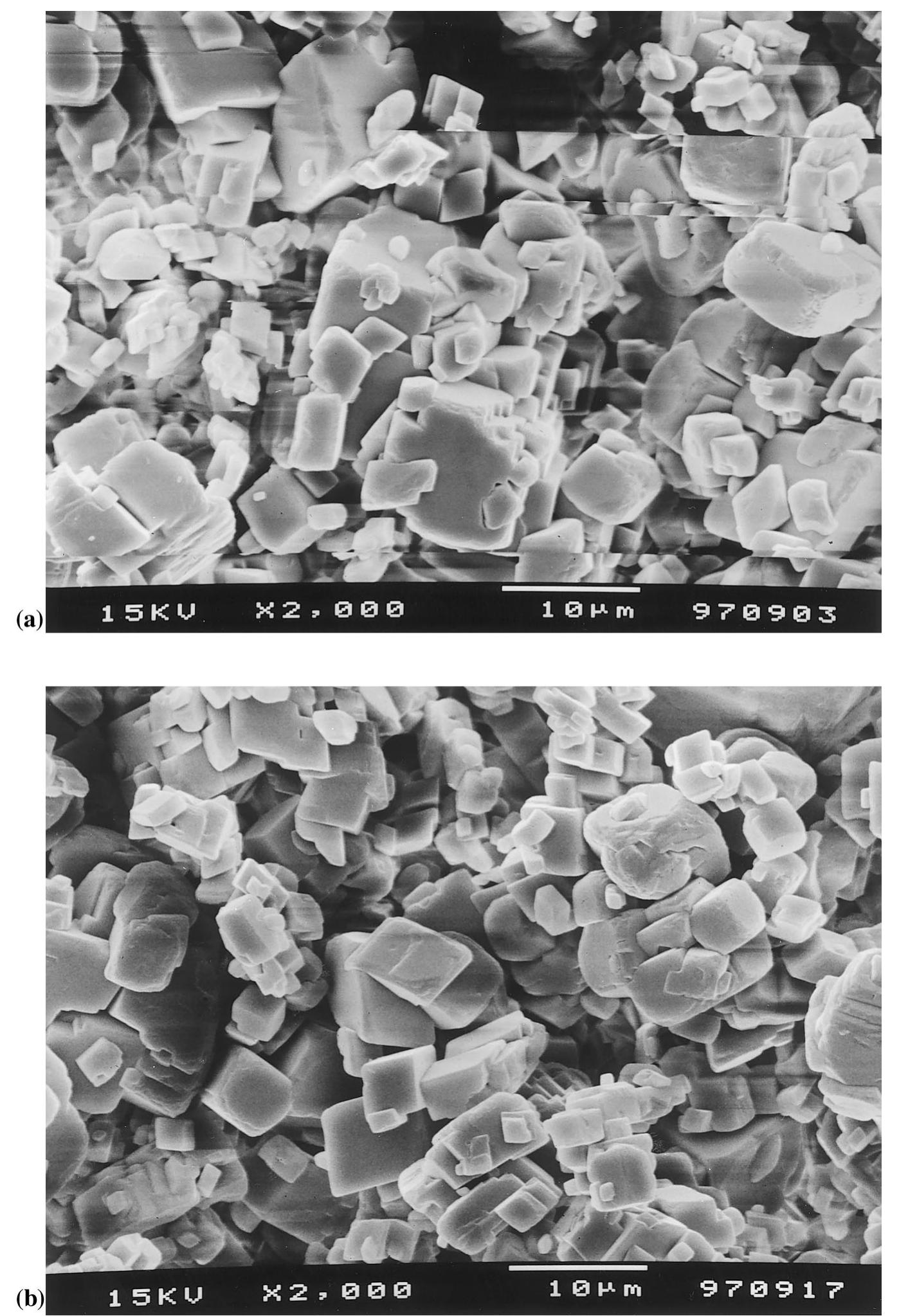 Scanning electron microscopy photo-micrographs of calcium