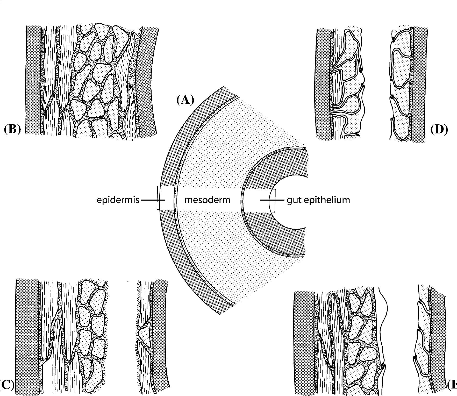 (PDF) The coelom and the origin of the annelid body plan