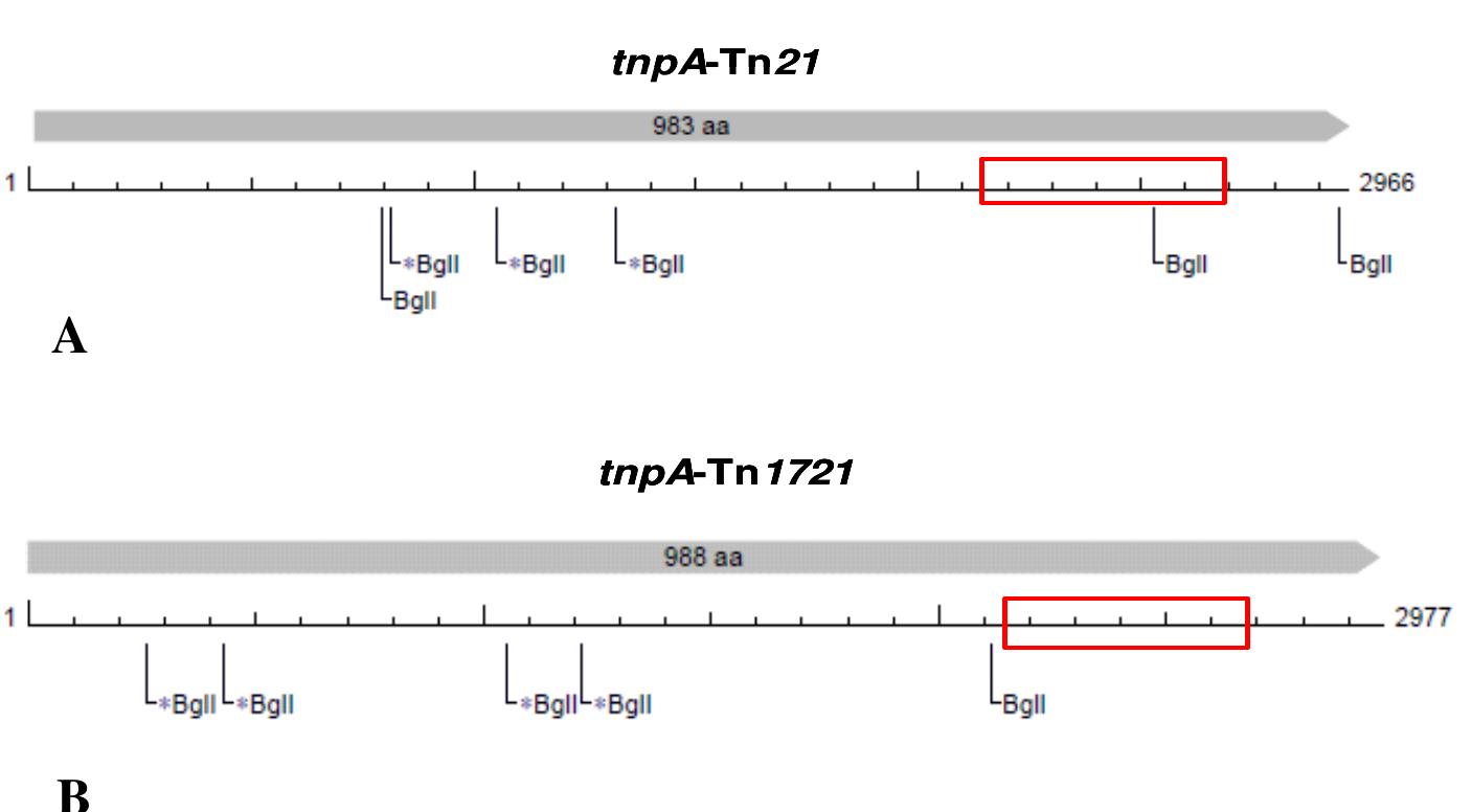 7 bgil restriction map of the tnpa pcr amplicons from