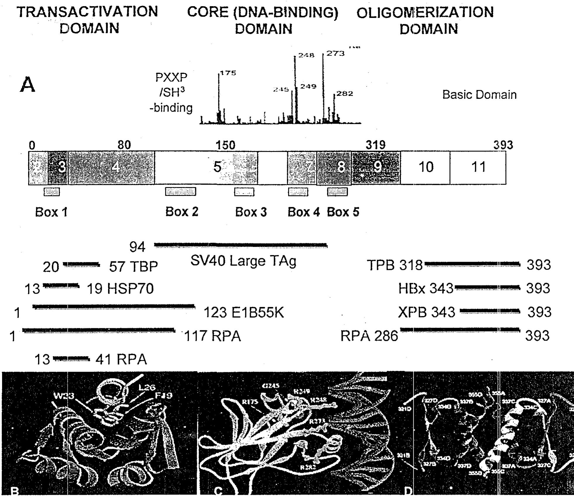 A simple representation of the structure of p53 in relation