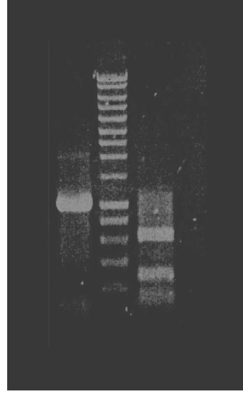Agarose gel resolution of pcr-amplified internal transcribed