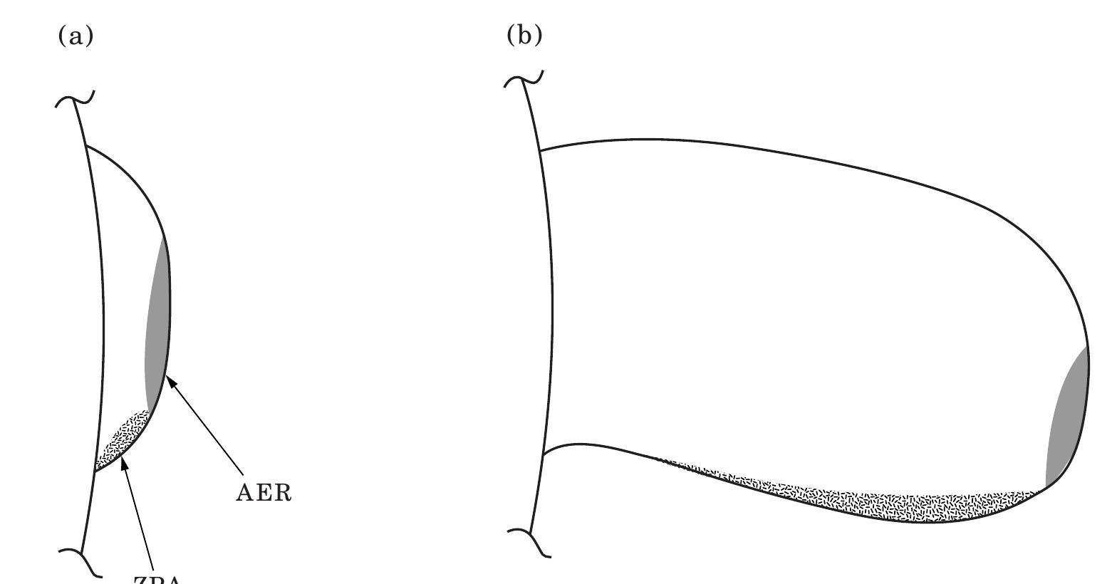 Fic. 2. a schematic of the limb bud, showing the aer and zpa