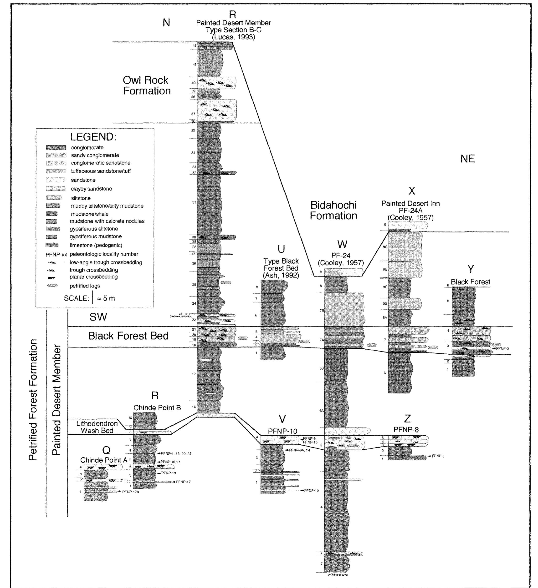 B. measured stratigraphic sections of the petrified forest